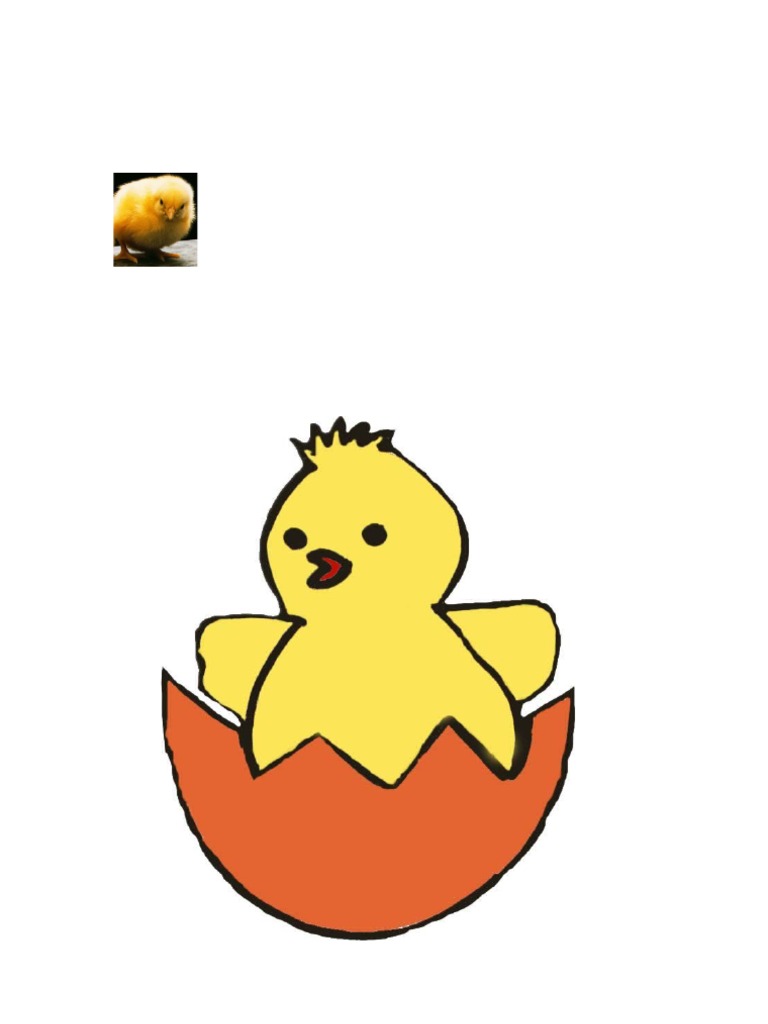 EL POLLITO LITO Cancion | PDF