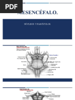 El Colículo Superior | PDF | Anatomía humana | Neurociencia