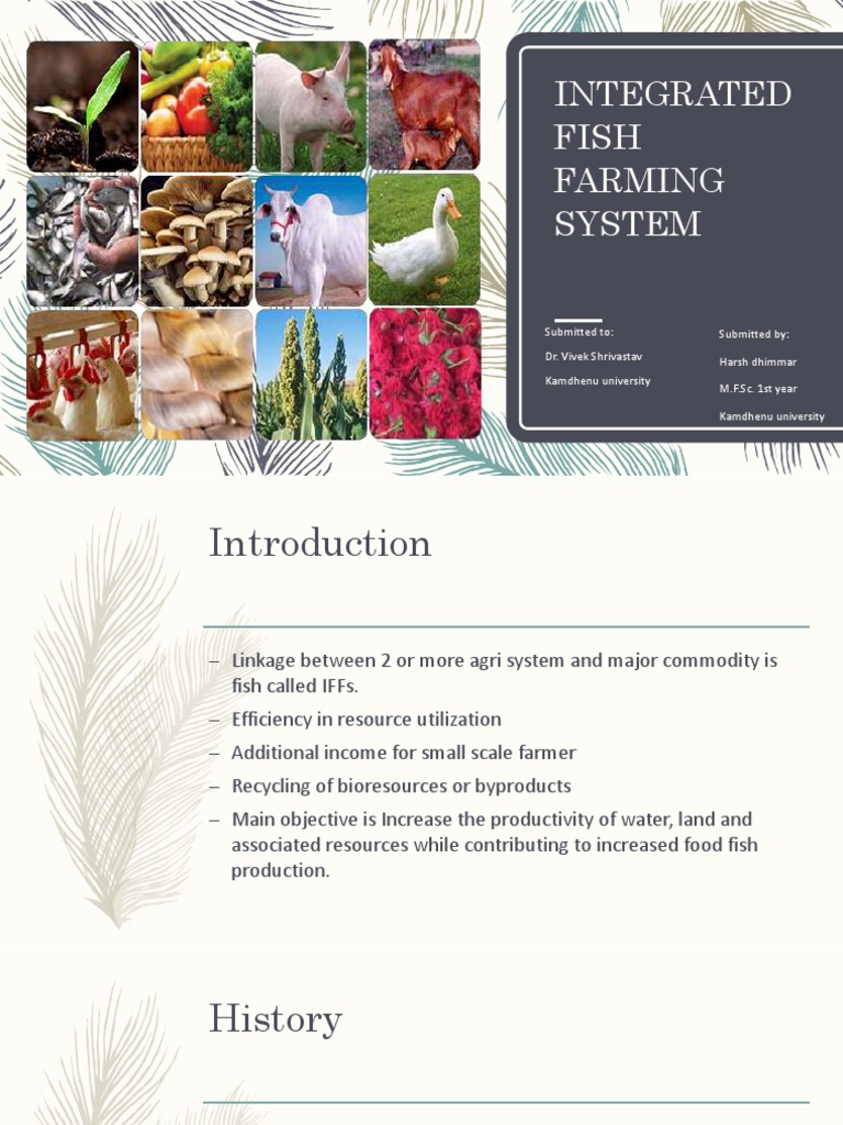 Integrated Fish Farming System | PDF | Agriculture | Rice