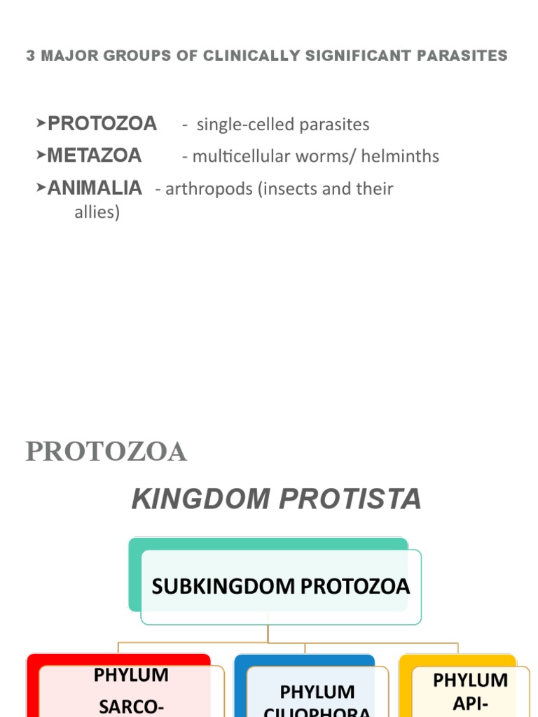 Single-Celled Parasites - Multicellular Worms/ Helminths Allies) | PDF ...