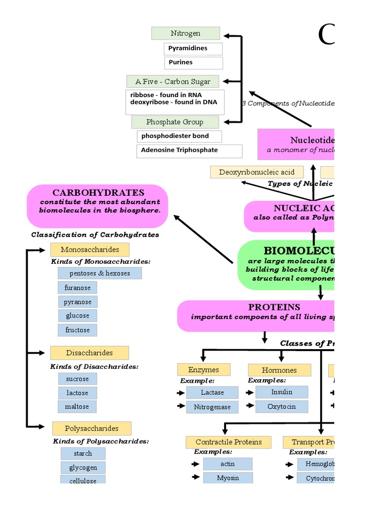 Concept Map Science | PDF | Biomolecules | Nucleic Acids