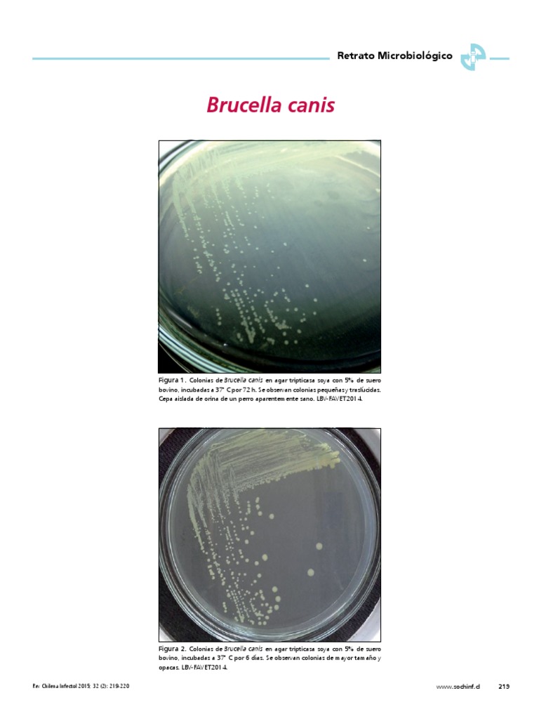 Brucella canis características microbiológicas | PDF | Organismos ...