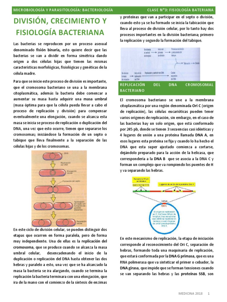 Clase 03-04 Parte 1 | PDF | Las bacterias | Replicación De Adn