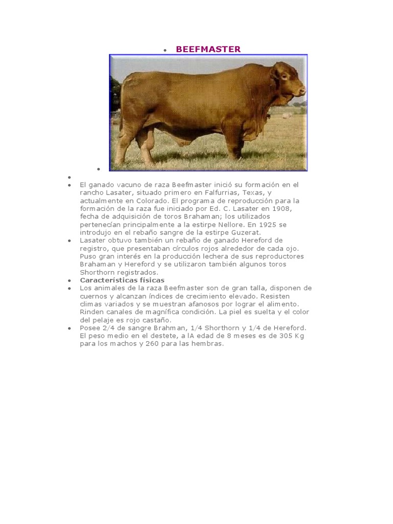 Historia y Características del Ganado Beefmaster | PDF | Cocina, comidas y vino