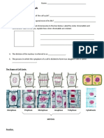 Mitosis Phases Drawing Guide | PDF