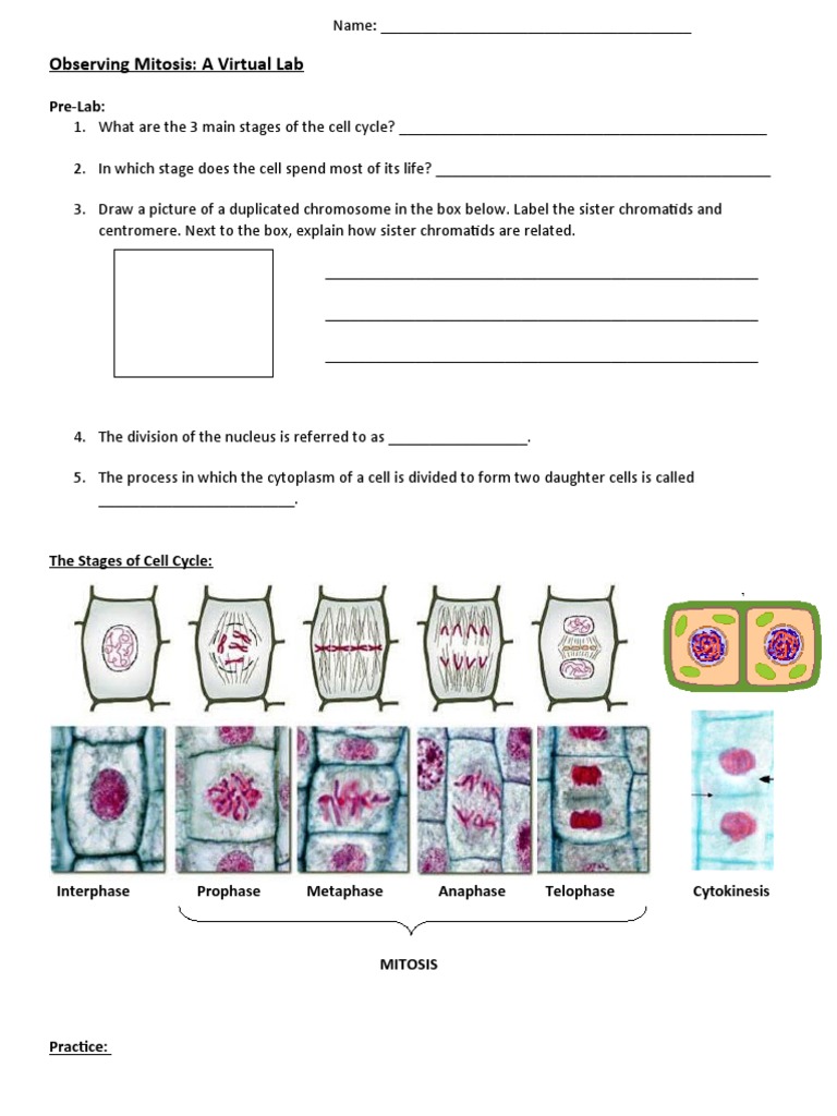 Virtual Lab: Observing Mitosis Stages | PDF | Mitosis | Organisms