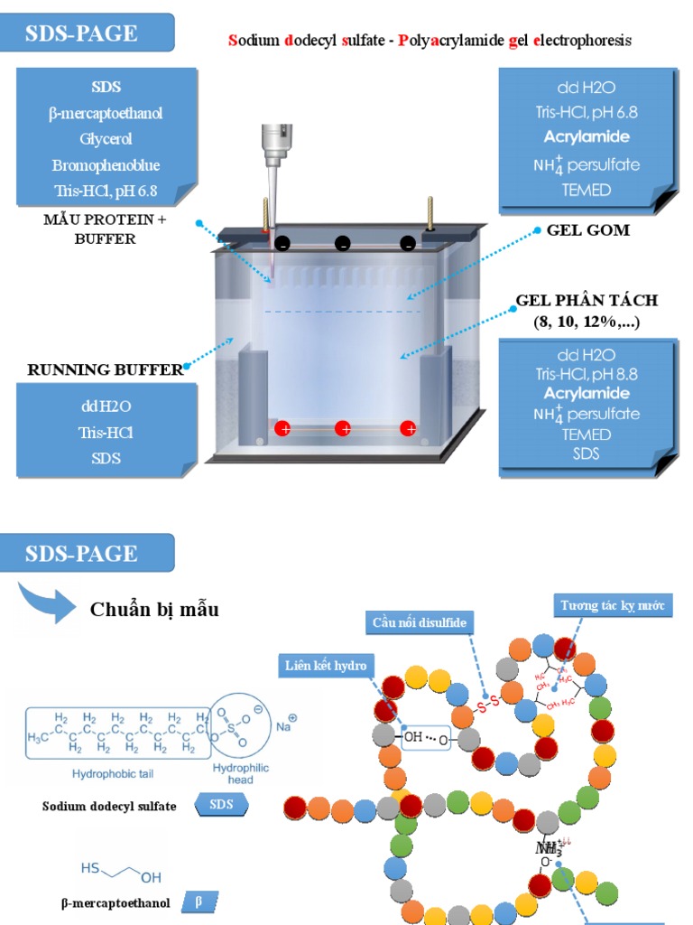 SDS PAGE Illustration | PDF