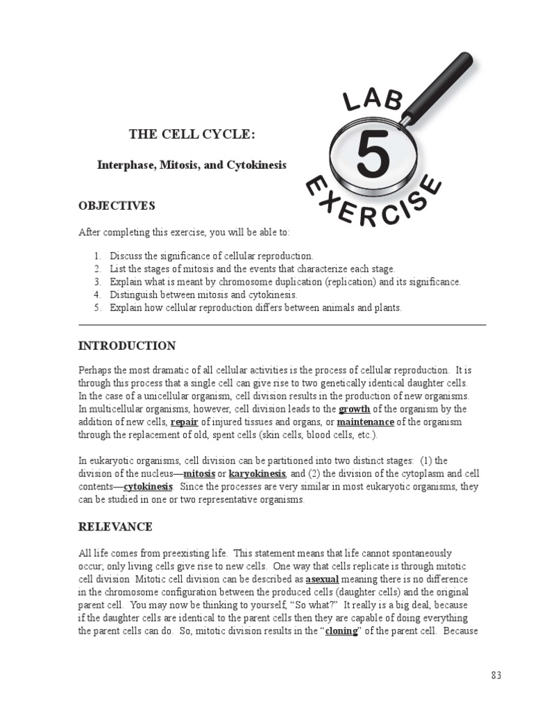 05 CellCycleMitosis LabExercise 1 | PDF | Mitosis | Genetics