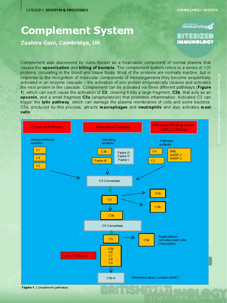 Complement System: Zaahira Gani, Cambridge, UK | PDF | Complement System | Anatomy