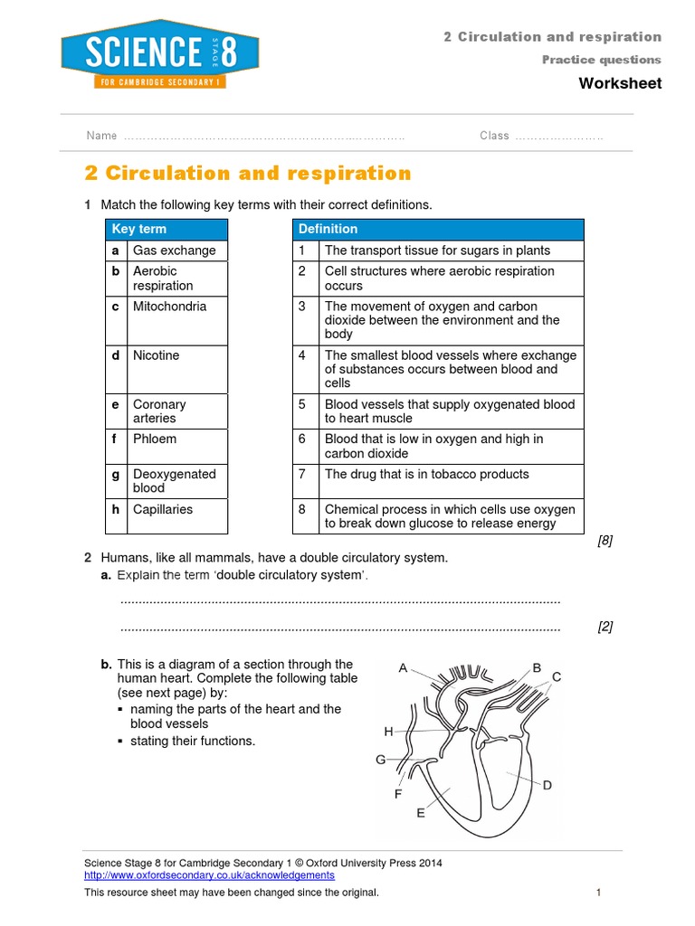 2 Circulation and Respiration: Worksheet | PDF | Blood | Heart