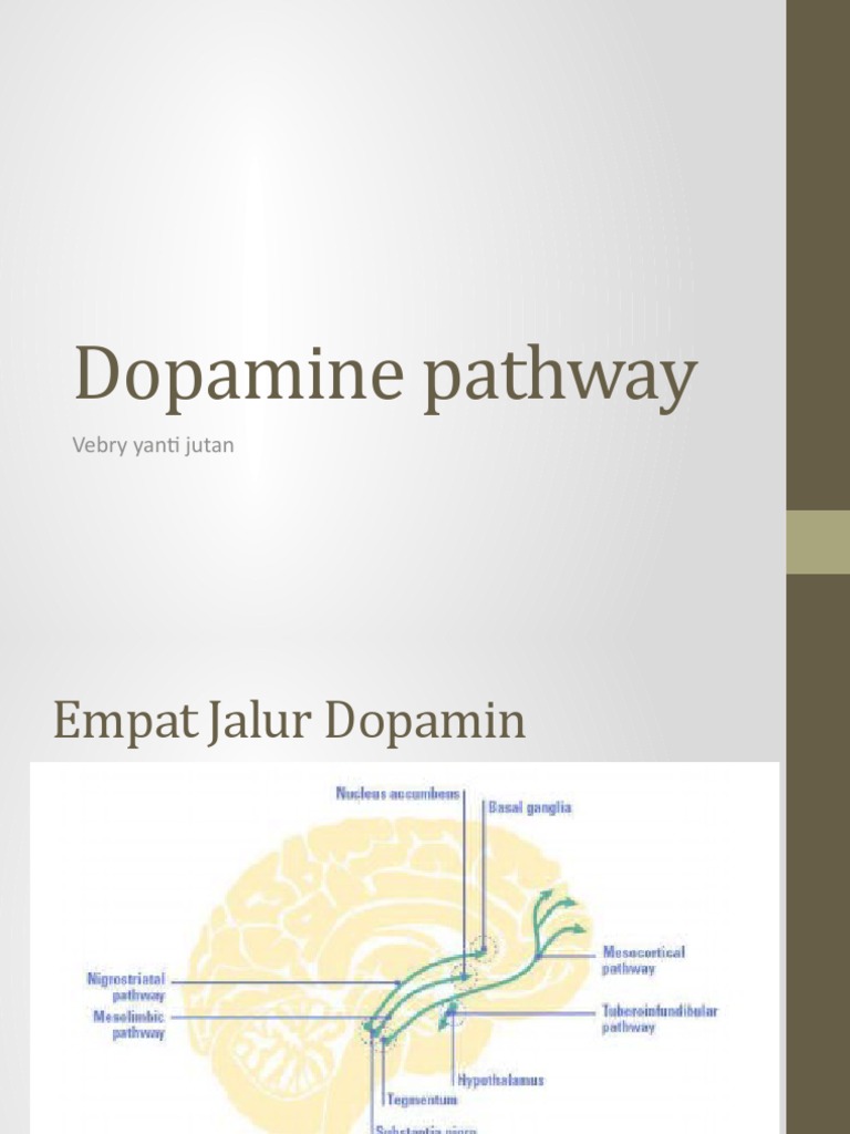 Dopamine Pathway | PDF