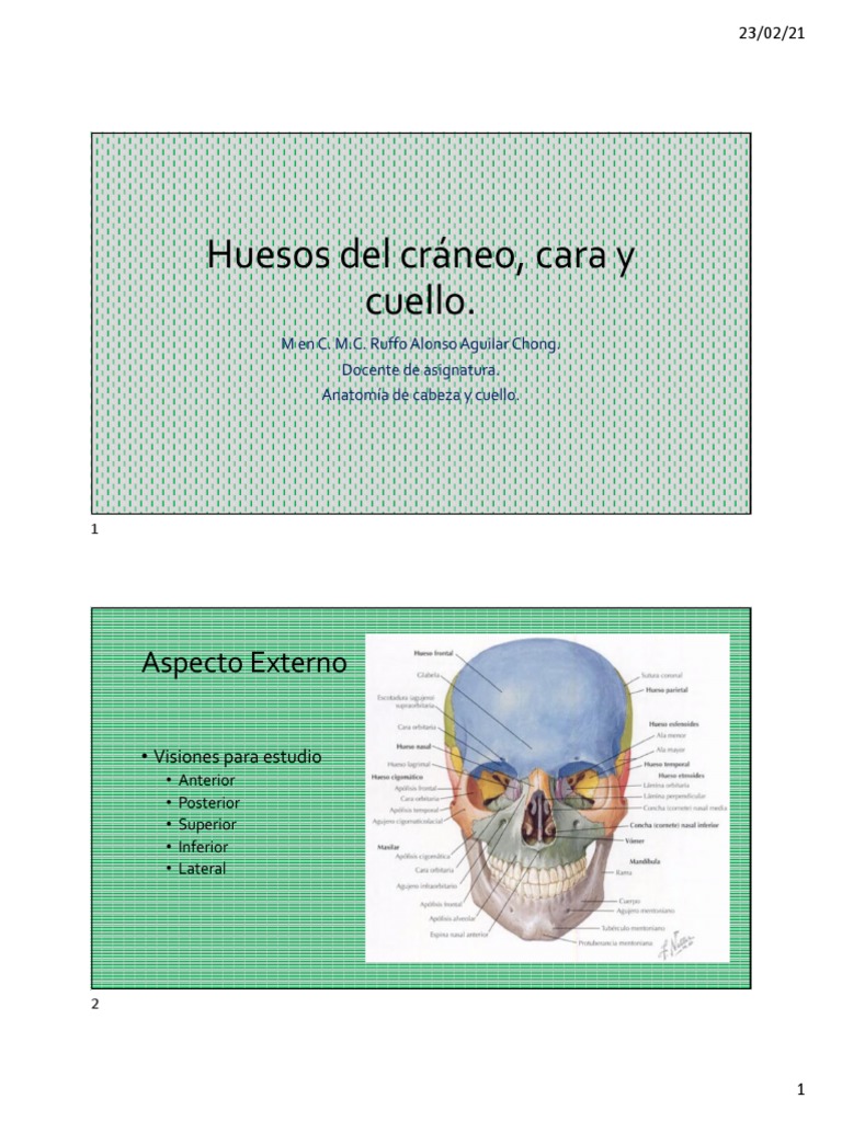 Tema 1. Huesos Del Cráneo | PDF | Cráneo | Anatomía humana