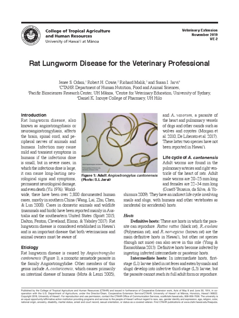 Rat Lungworm Disease For The Veterinary Professional: Veterinary ...
