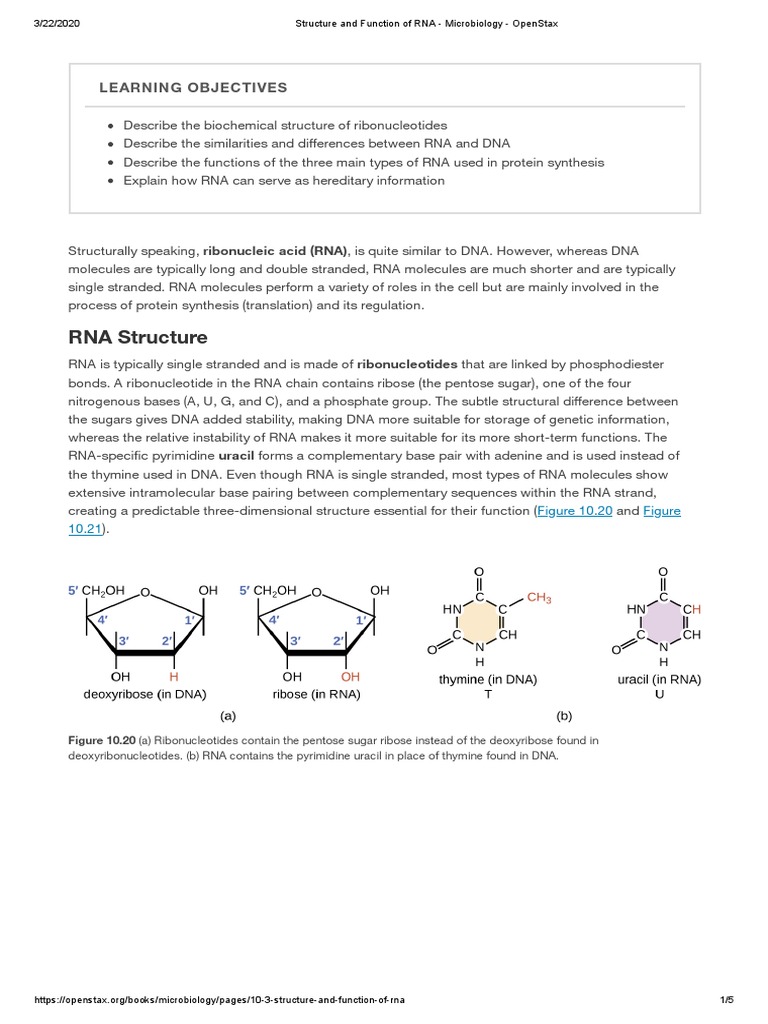 Structure and Function of RNA - Microbiology - OpenStax | PDF | Rna ...