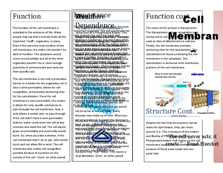 Cell Membrane Brochure | PDF | Cell Membrane | Cell (Biology)
