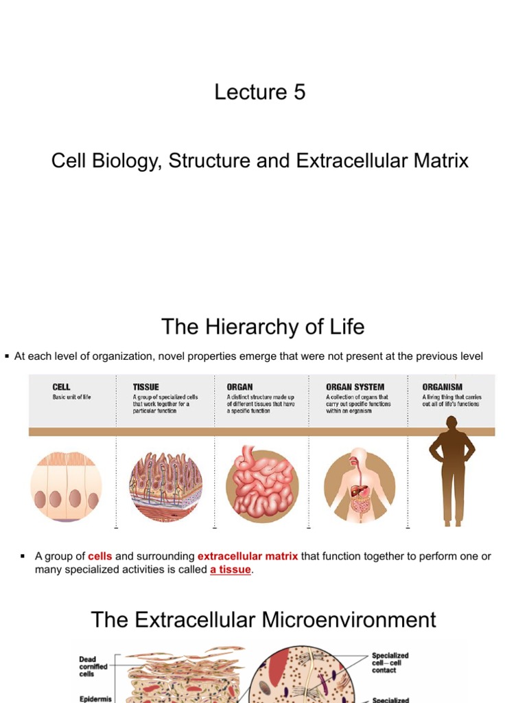 Cell Biology, Structure and Extracellular Matrix | PDF | Extracellular ...