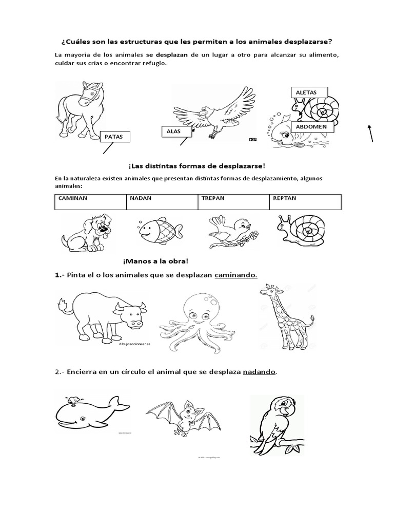Cuáles Son Las Estructuras Que Les Permiten A Los Animales Desplazarse | PDF