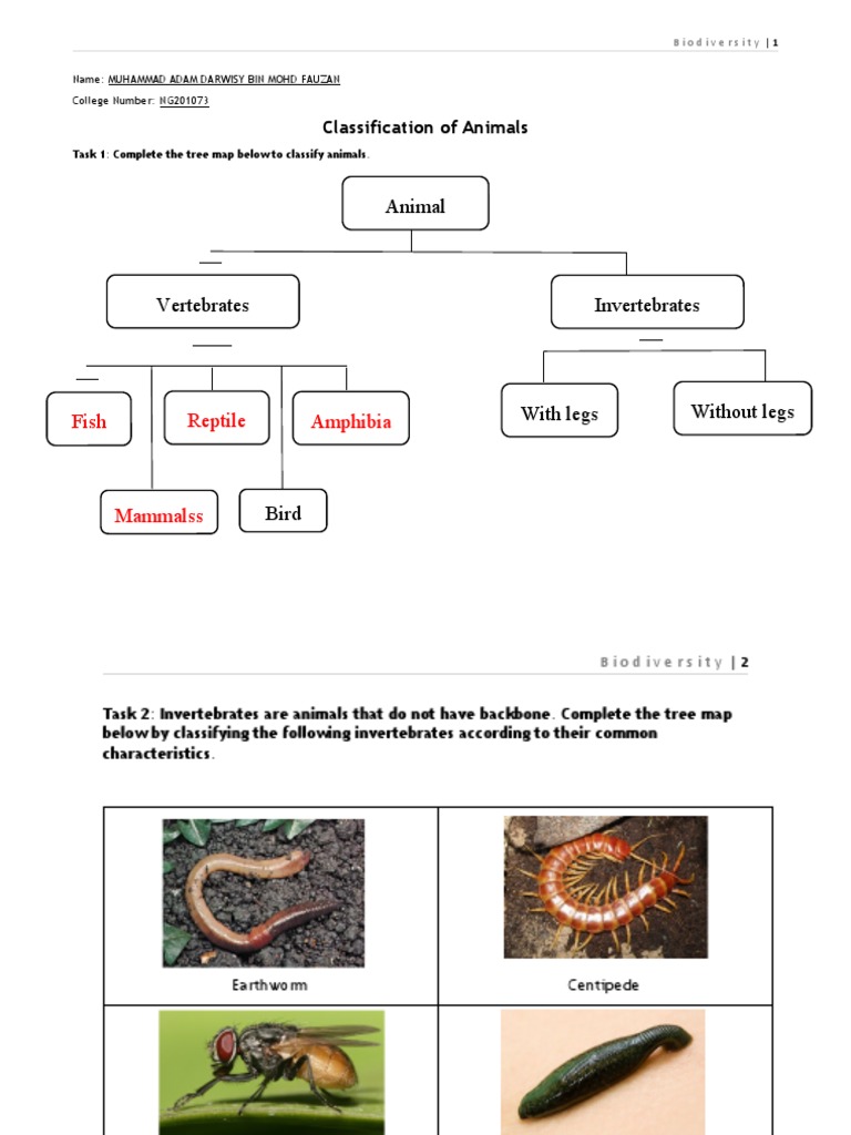 Grade 5 Animal Classification Worksheet | PDF | Amphibian | Vertebrates