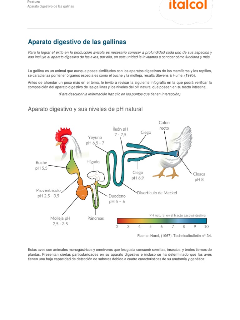 Aparato Digestivo de la Gallina | PDF | Digestión | Alimentos
