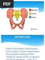 Anatomy and Functions of the Pelvis | PDF | Pelvis | Skeletal System