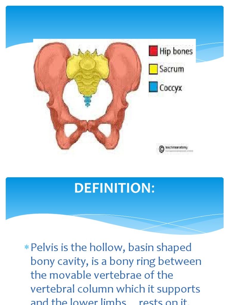 DEFINITION of Pelvis | PDF