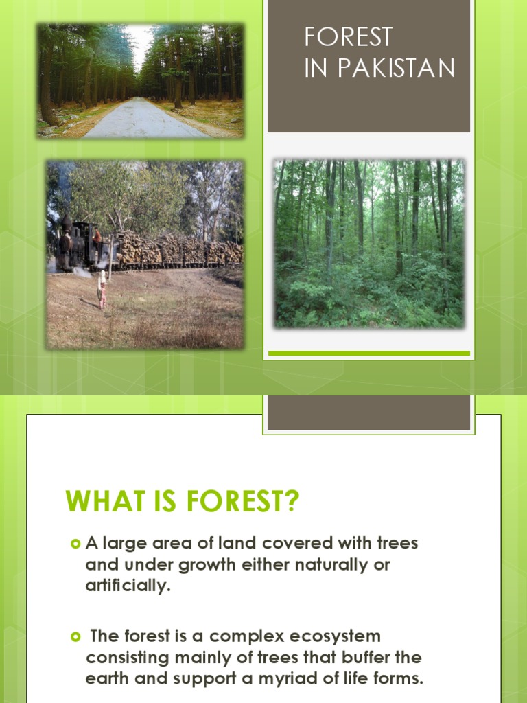 Forests New | PDF | Forests | Trees