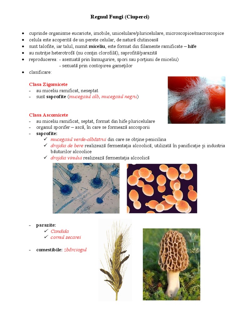 6 Regnul Fungi | PDF