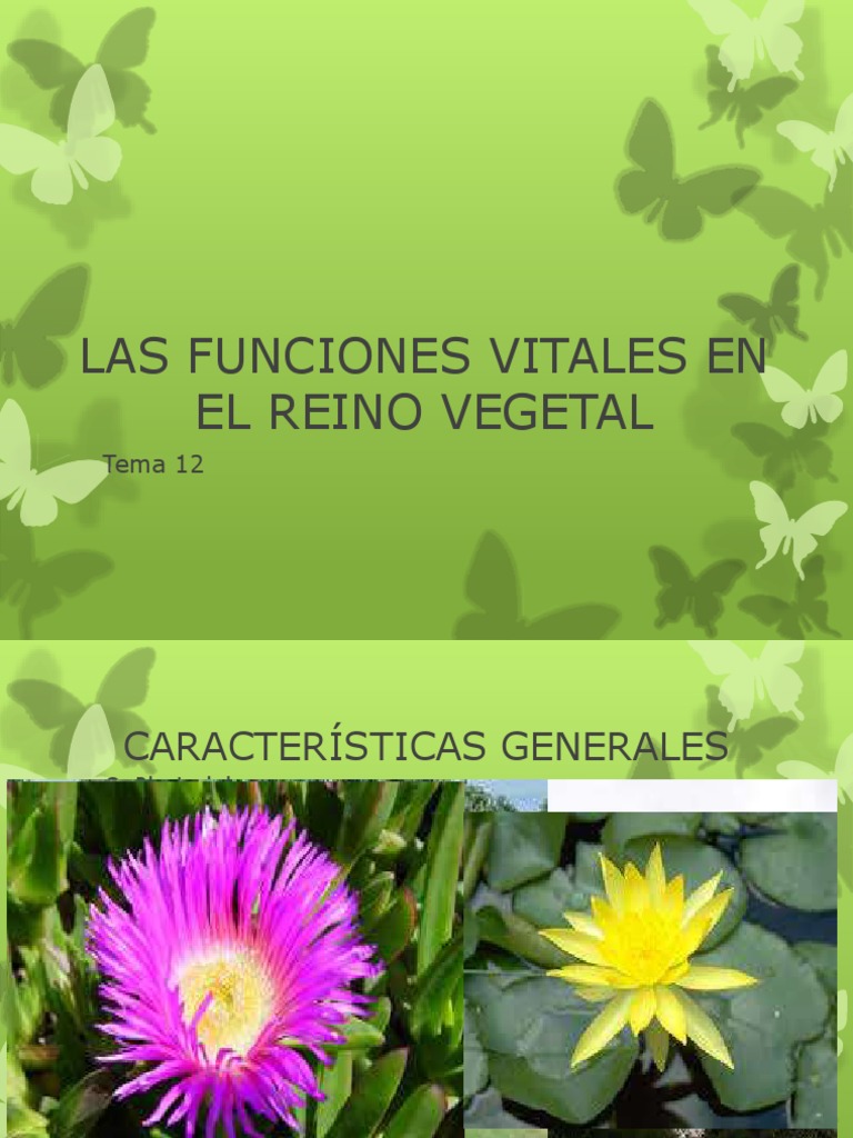 Funciones Vitales de Las Plantas | PDF | Raíz | Fotosíntesis