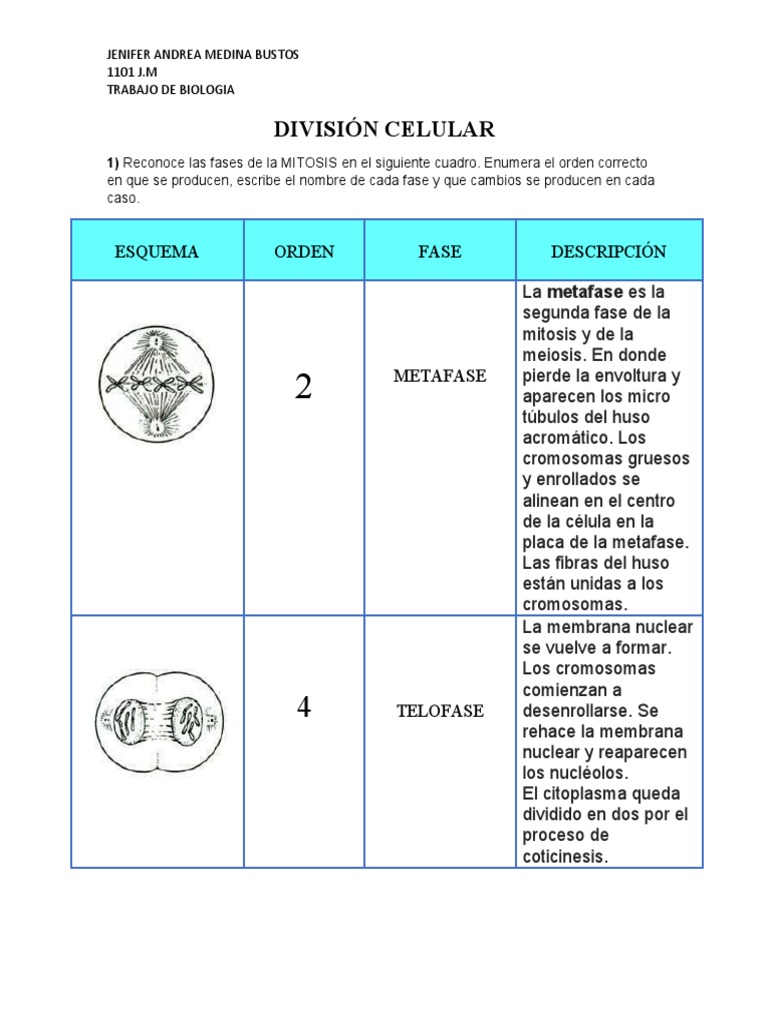 Respuestas De La Hoja De Trabajo Sobre Las Fases De La Mitosis