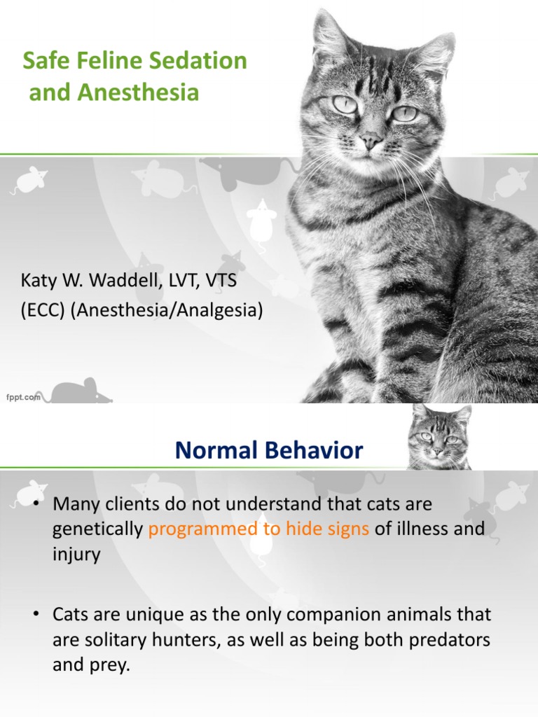Safe Feline Sedation and | PDF | Opioid | Blood Pressure
