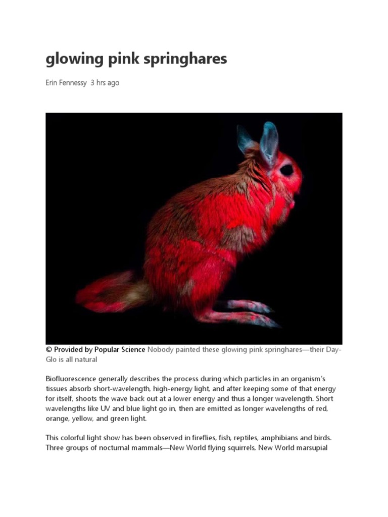 Glowing Pink Springhares | PDF | Fluorescence | Chemistry
