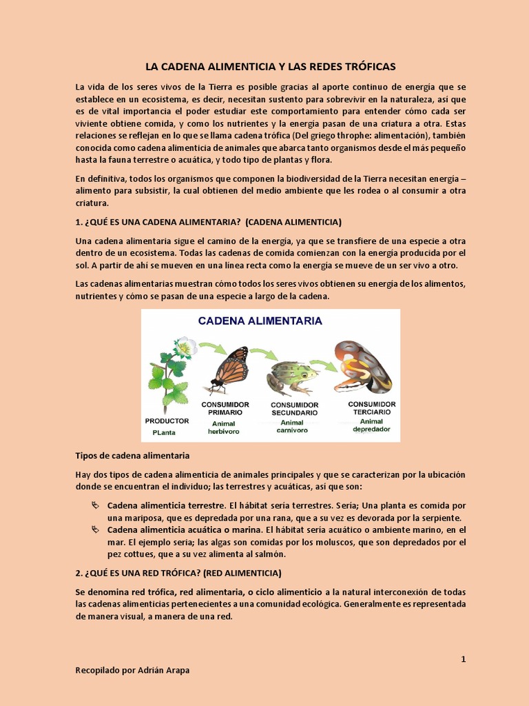 La Cadena Alimenticia | PDF | Red alimentaria | Ecología