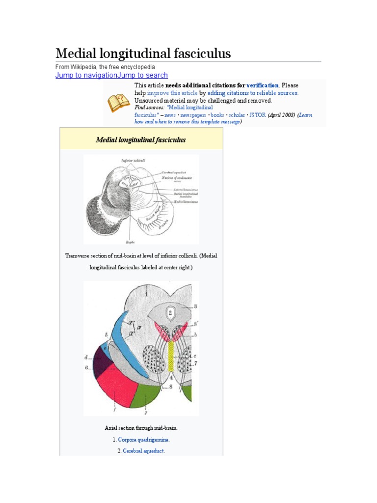 Medial Longitudinal Fasciculus Pathway