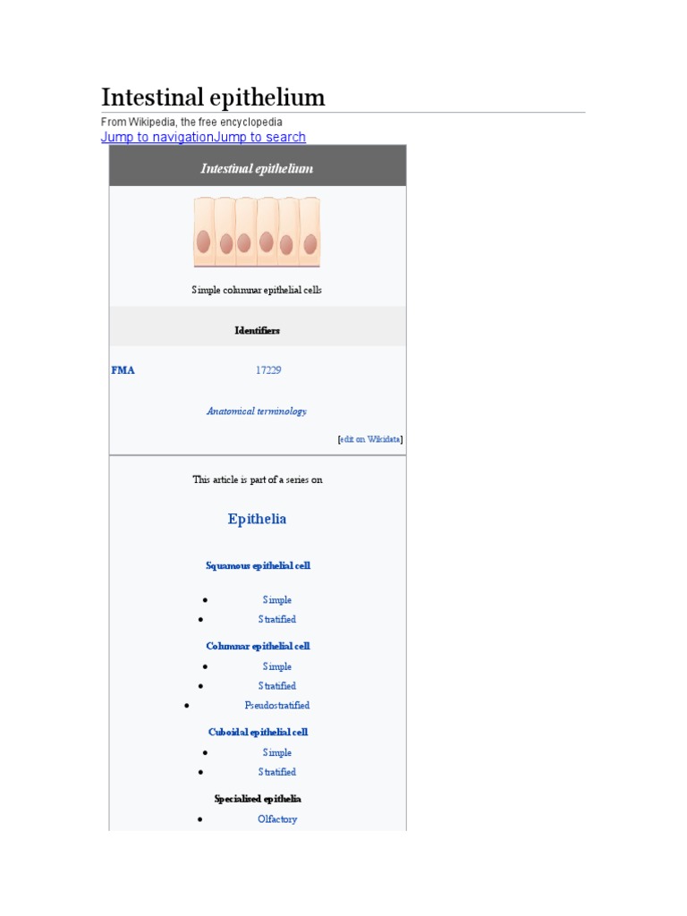 Intestinal Epithelium | PDF | Epithelium | Anatomy