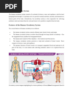 Structure of Human Heart | PDF