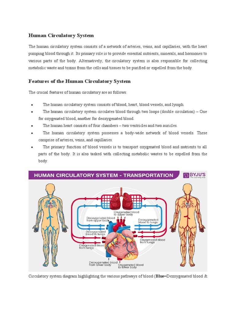 Human Circulatory System | PDF | Circulatory System | Artery