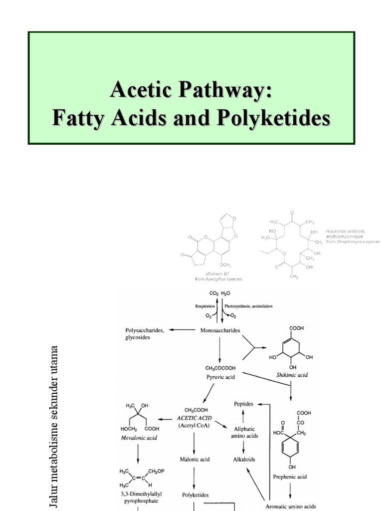 Acetic Pathway: Fatty Acids and Polyketides | PDF | Ester | Aldehyde