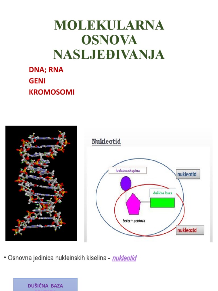 Molekularna Osnova Nasljeđivanja | PDF
