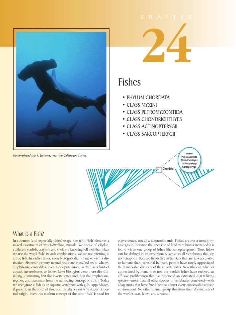 Overview of Fish Classification | PDF | Fish | Vertebrates