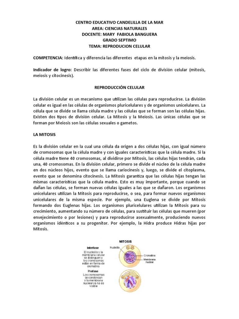 Guia 1 Ciencias Naturales Grado 7° | Descargar gratis PDF | Mitosis ...