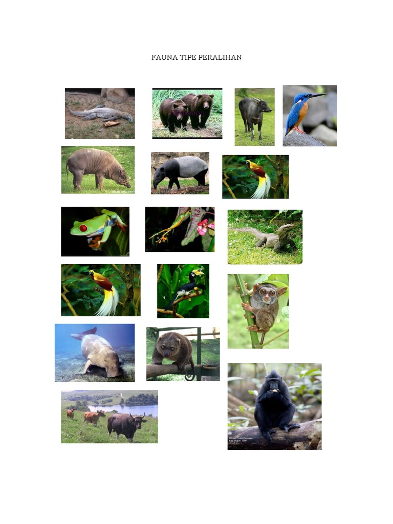 Fauna Tipe Peralihan | PDF