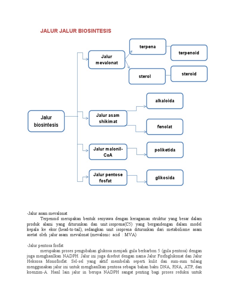 Jalur Biosintesis | PDF