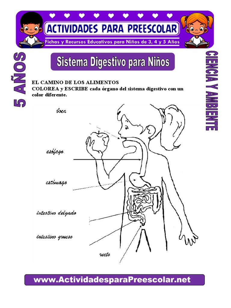 Sistema Digestivo Para Niños Para Niños De 5 Años Pdf