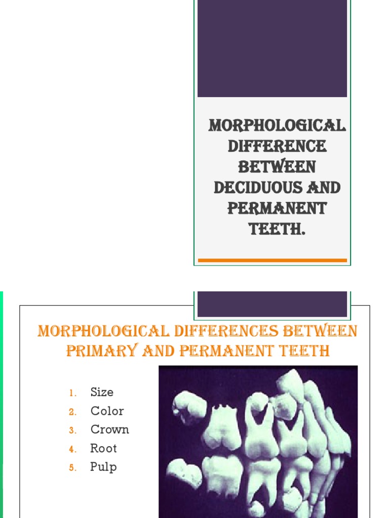 Morphological Difference Between Deciduous and Permanent Teeth | PDF ...