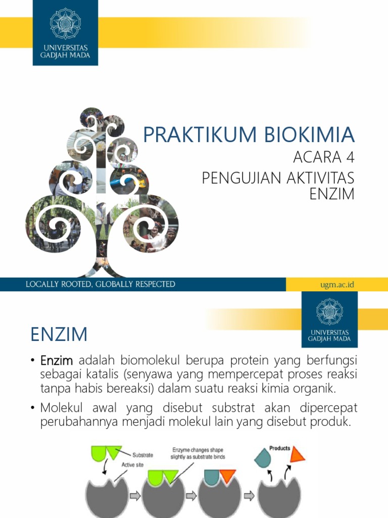 Acara 4 Pengujian Aktivitas Enzim | PDF | Griya & Taman | Kesehatan ...