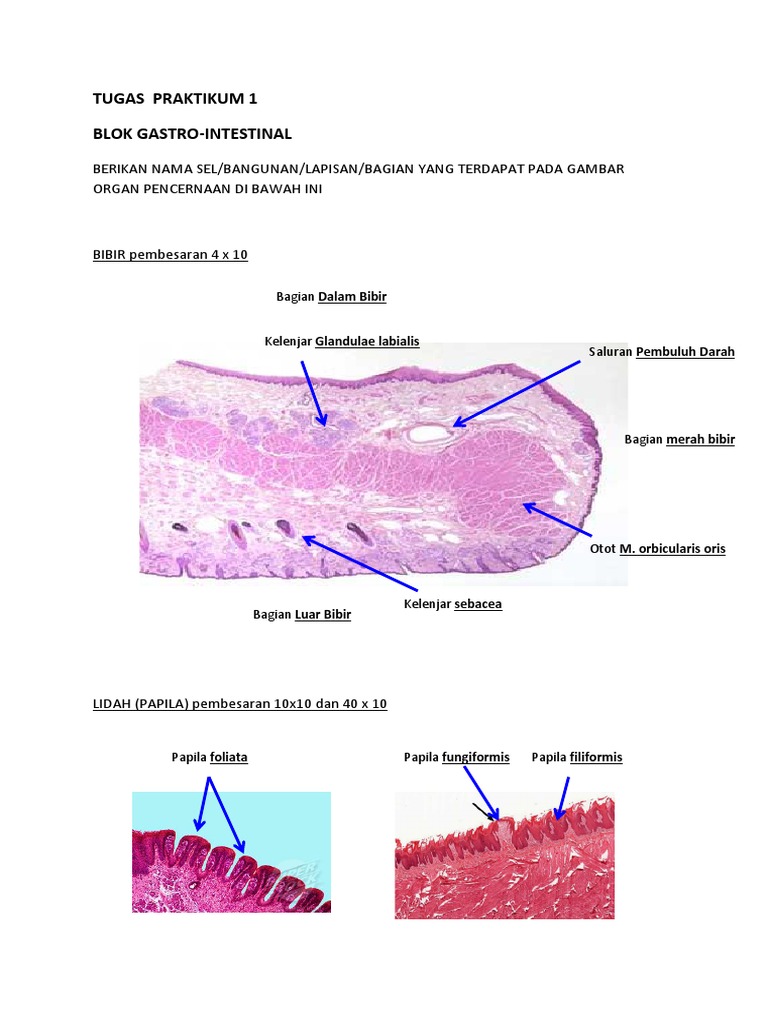 9138 - Muhammad Satrio Prabowo - TB HISTOLOGI | PDF