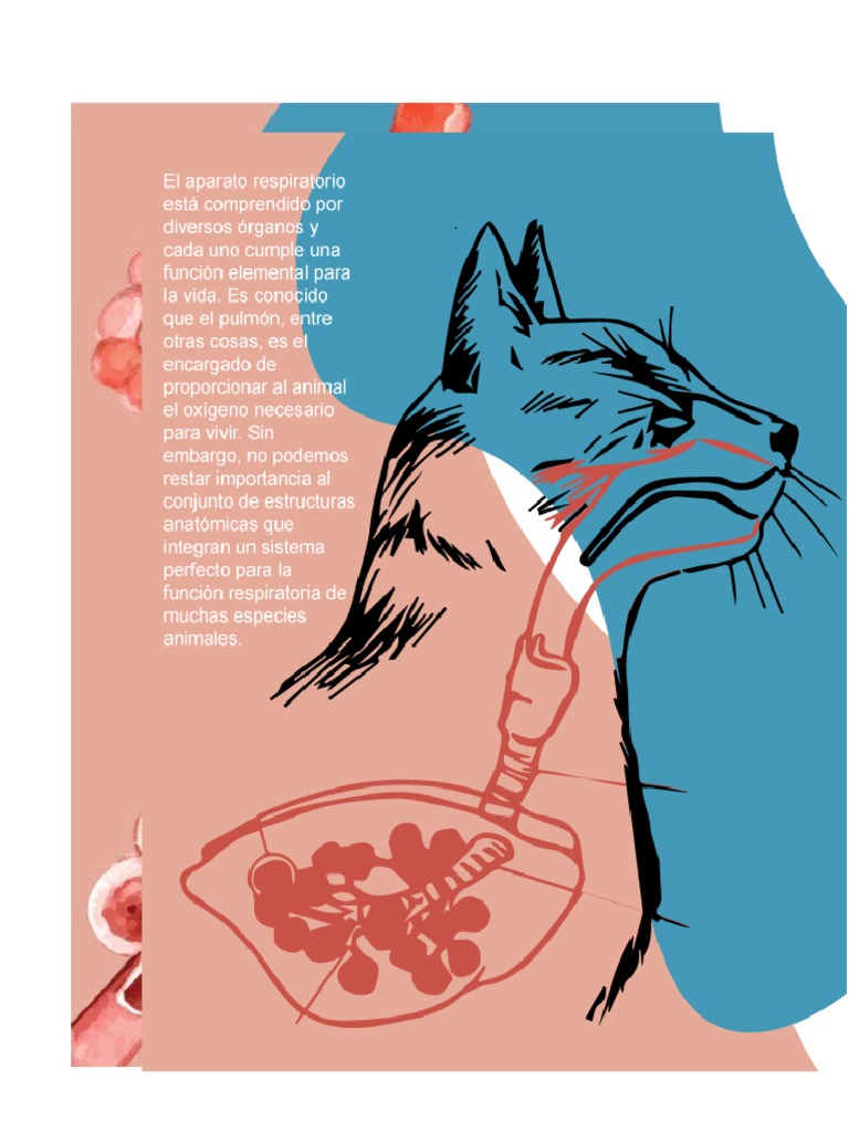Atlas Respiratorio Felino Completo | PDF | Pulmón | Sistema respiratorio