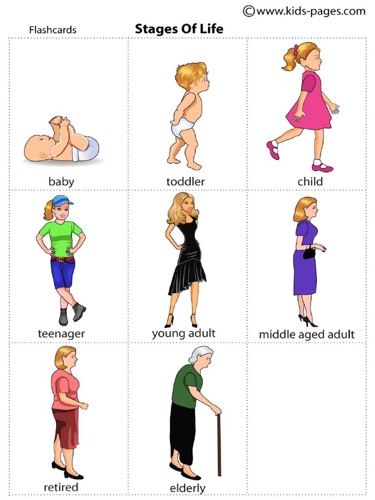 Stages of Life | PDF