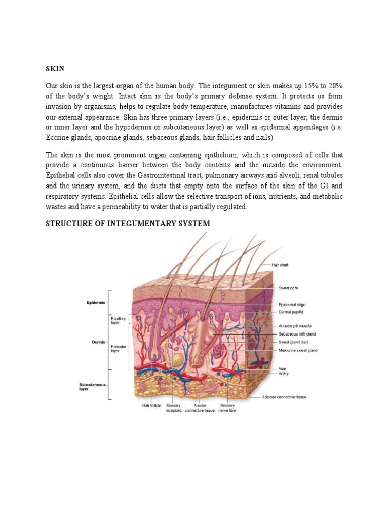 Skin | PDF | Skin | Shock (Circulatory)