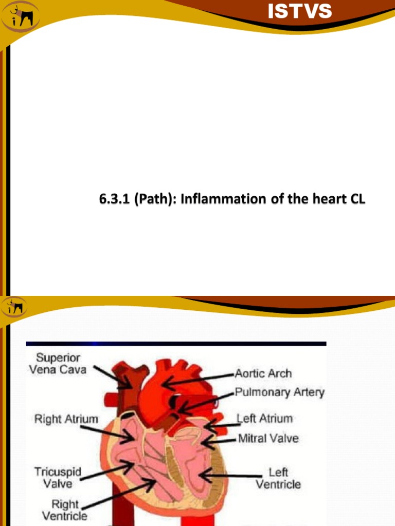 Heart Inflammation in Animals: Types & Causes | PDF | Thrombus ...